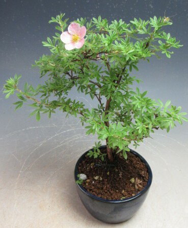 【写真撮影】2026/5/9 現在、新芽が出ております。（5/9現在） ＊お届けする時期により商品の状態は異なります。 ●商品に含まれるもの 　金露梅 　鉢（日本製） ●サイズ 【開花時】 　約H18cm×W16cm×D10cm ＊鉢の大き...