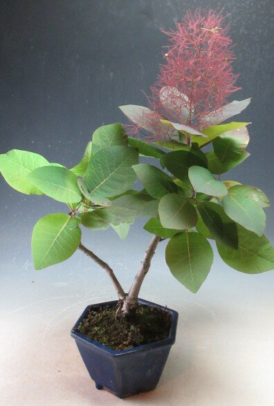 【写真撮影】2026/5/13 現在、開花中です。（5/13現在） 条件が合えば紅葉します。 11月以降落葉します。 ＊お届けする時期により商品の状態は異なります。 あらかじめご了承下さい。 ●サイズ 【写真撮影時】 　約H36cm×W30...