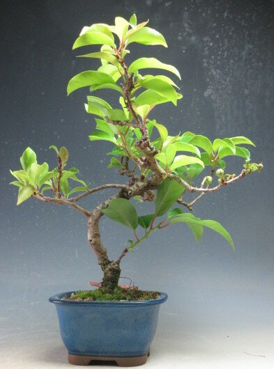 【写真撮影】2026/5/16 現在、花芽が出てきました。（5/16現在） 実が付くかは未定です。 ＊お届けする時期によって商品の状態は異なります。 あらかじめご了承下さい。 ●商品に含まれるもの 　ビナンカズラ 　鉢（日本製） 　　 ●サ...