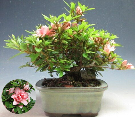 【写真撮影】2026/5/16 現在、開花が始まってきました。（5/16現在） ＊お届けする時期により商品の状態は変わります。 あらかじめご了承下さい。 ●サイズ 【写真撮影時】 　約H15cm×W21cm×D16cm ＊鉢の大きさ（H5....