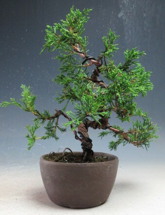 【写真撮影】　2025/12/27 ＊この商品はお届けする時期により植物の状態がことなります。 あらかじめご了承下さい。 ●サイズ 【写真撮影時】 　約H17cm×W22cm×D18cm ＊鉢の大きさ（H5cm）は含みません。 ●幹の太さ ...