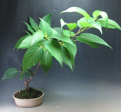 【写真撮影】2026/7/2 現在、花芽が確認出来てきました。（7/2) 秋以降落葉します。 ＊お届けする時期により商品の状態は異なります。 あらかじめご了承下さい。 ●サイズ 【写真撮影時 落葉前】 　約H42cm×W50cm×D45cm...