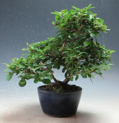 【写真撮影】2026/7/3 現在、葉が茂っております。（7/3現在） 11月には落葉します。 新芽は3月末頃出てまいります。 ＊この商品はお届け時期により商品の状態は ことなります。あらかじめご了承下さい。 ●商品に含まれるもの 　イボタ...