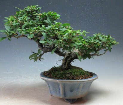 【写真撮影】2026/7/3 現在、葉が茂っております。（7/3現在） 11月頃より落葉が始まります。 新芽は3月末頃出てまいります。 ＊こちらの商品はお届け時期に状態は変わります。あらかじめご了承下さい。 ●商品に含まれるもの 　イボタ ...