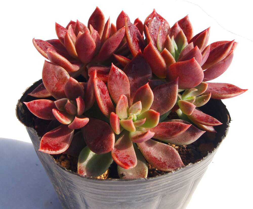 【学名】 Sinocrassula indica 【原産地】 中央アジア 【特徴】紅葉が美しい。寄せ植え材料に使うと面白い。 【サイズ】9cmポット