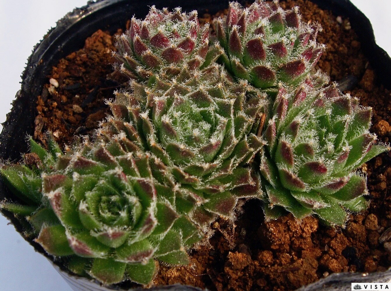 【学名】Sempervivum 【原産地】ヨーロッパ、ロシアの山岳地、寒冷地 【特徴】中型で色の変化は少ないですが寄せ植えに使いたい品種です。 【サイズ】9cmポット
