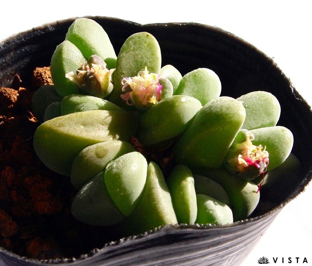 【学名】Gibbaeum dispar 【原産地】南アフリカ 【特徴】卵型の葉で肌はビロード状、パープルピンクの花を咲かせます。 【サイズ】9cmポット