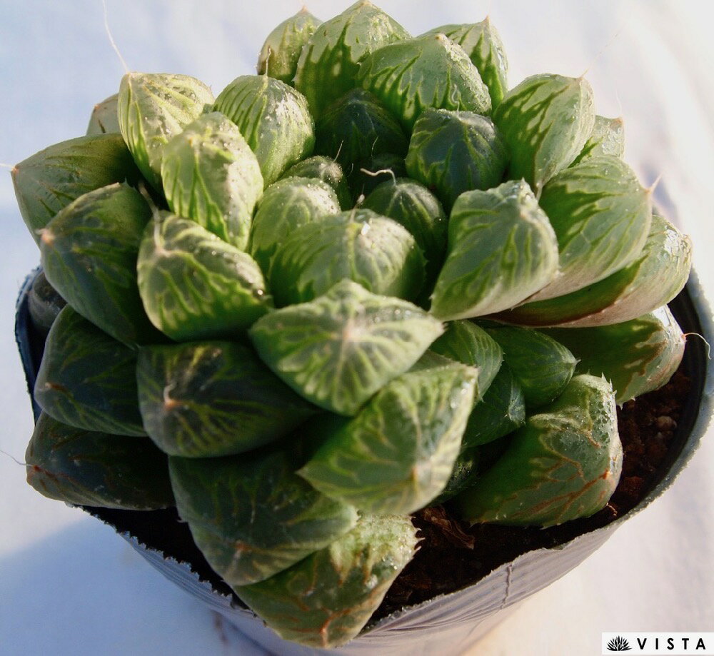 【学名】Haworthia 【原産地】南アフリカ 【特徴】 明るい緑色の短めな葉に透明な窓がある軟葉系のハオルチアです。大きくなります。5年ほど経過した古株で、親木としても利用できる、どっしりと肉厚なデラックス多肉。ビスタで通常販売している...