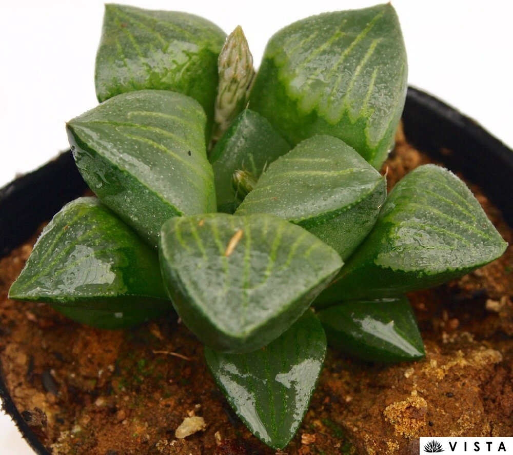 【学名】Haworthia 【原産地】南アフリカ 【特徴】 大型で光沢と透明感のある平坦な葉にガラス質の窓が特徴です。 【サイズ】9cmポット サボテン 現物 植物 種類 品種 pr 寄せ植 おすすめ インテリア green 管理 アレンジ...