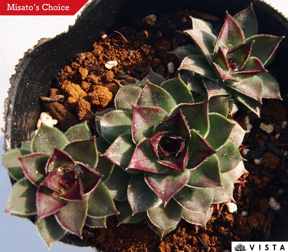 【学名】Sempervivum ‘Marmoreum’ 【原産地】ヨーロッパ、ロシアの山岳地、寒冷地 【特徴】ダークグレーの葉に黒紫のエッジが特徴です。 【サイズ】9cmポット