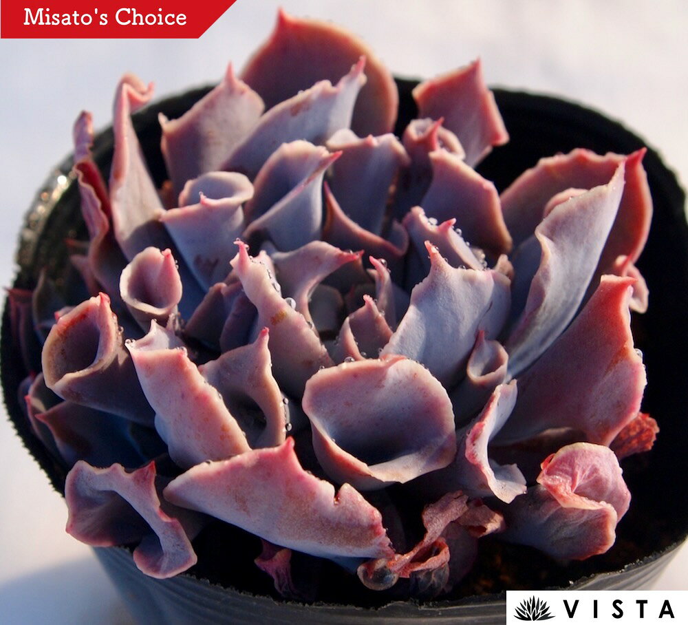 【学名】Echeveria ’Trumpet pinky’ 【原産地】メキシコ、アメリカ南部、南米北部 【特徴】 葉色はピンクで葉先が筒状になり面白いです。外葉は枯れやすいですが人気です。 【サイズ】9cmポット