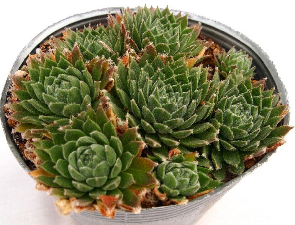 【学名】Sempervivum‘Miss Maniwa’ 【原産地】ヨーロッパ、ロシアの山岳地、寒冷地 【特徴】5年ほど経過した古株で、親木としても利用できる、どっしりと肉厚なデラックス多肉。ビスタで通常販売している同品種の商品よりも葉数が...