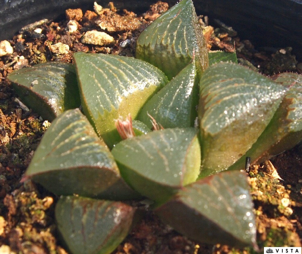 【学名】Haworthia 【原産地】南アフリカ 【特徴】 葉先が丸く窓が盛り上がり、褐色縦線が入ります。 【サイズ】9cmポット