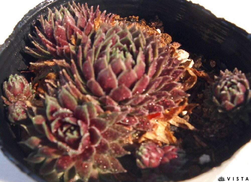 【学名】Sempervivum `Dream Cathcer’ 【原産地】ヨーロッパ、ロシアの山岳地、寒冷地 【特徴】細かい深緑色の葉が紅葉時には赤紫色に染まります。 【サイズ】9cmポット