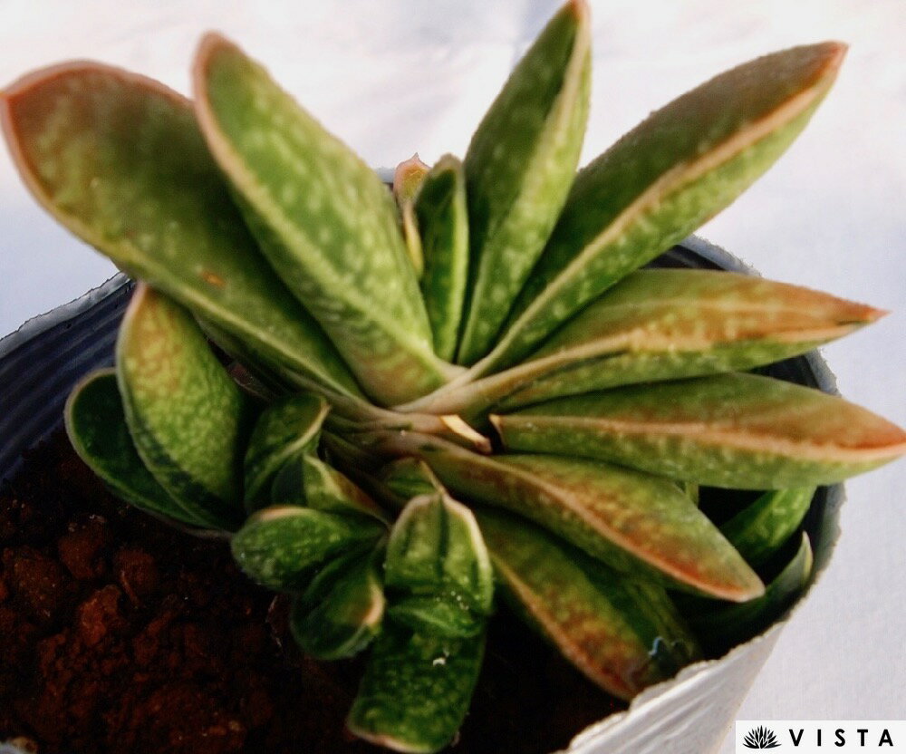 【学名】Gasteria `Mini Orange Aide’ 【原産地】南アフリカ 【特徴】5年ほど経過した古株で、親木としても利用できる、どっしりと肉厚なデラックス多肉。ビスタで通常販売している同品種の商品よりも葉数が多く、葉張りも大き...