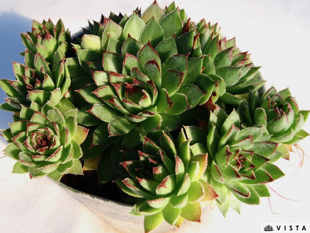 【学名】Sempervivum ’Shanghai Rose’ 【原産地】ヨーロッパ、ロシアの山岳地、寒冷地 【特徴】5年ほど経過した古株で、親木としても利用できる、どっしりと肉厚なデラックス多肉。ビスタで通常販売している同品種の商品よりも...