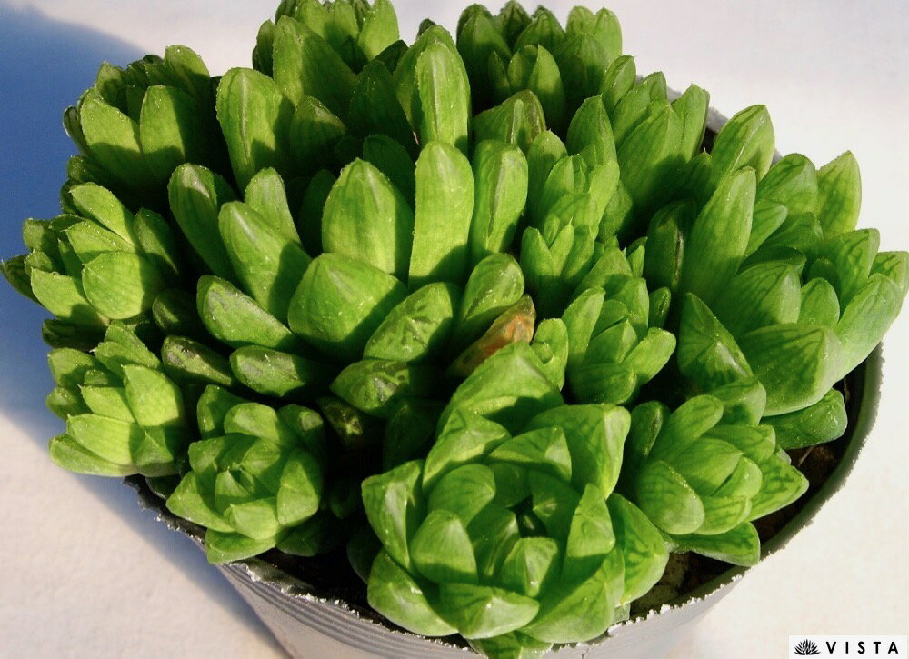 【学名】Haworthia translucent 【原産地】南アフリカ 【特徴】5年ほど経過した古株で、親木としても利用できる、どっしりと肉厚なデラックス多肉。ビスタで通常販売している同品種の商品よりも葉数が多く、葉張りも大きい。 ライム...