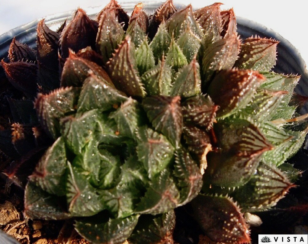 【学名】Haworthia 【原産地】南アフリカ 【特徴】5年ほど経過した古株で、親木としても利用できる、どっしりと肉厚なデラックス多肉。ビスタで通常販売している同品種の商品よりも葉数が多く、葉張りも大きい。 全体に黒っぽいが、半透明な窓に...
