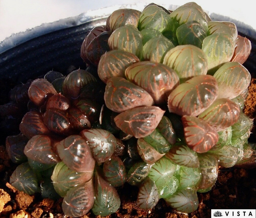 【学名】Haworthia 【原産地】南アフリカ 【特徴】5年ほど経過した古株で、親木としても利用できる、どっしりと肉厚なデラックス多肉。ビスタで通常販売している同品種の商品よりも葉数が多く、葉張りも大きい。 オブツーサよりも短く丸っこい葉...
