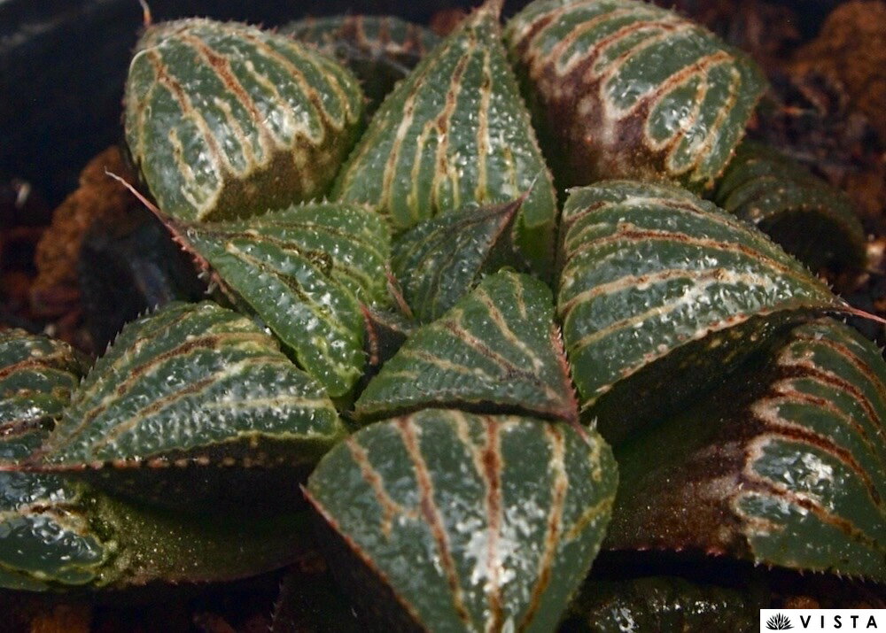【学名】Haworthia Ben 【原産地】南アフリカ 【特徴】窓に入る縦線の部分には光沢があり、日焼けの度合いにより色が変化する美しい品種です。 【サイズ】9cmポット