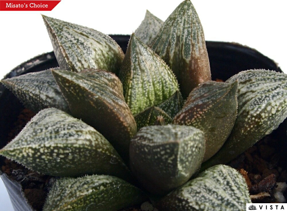 【学名】Haworthia 【原産地】南アフリカ 【特徴】年数が経つと窓一面に白雲が入り、緑の葉脈とのバランスが綺麗です。 【サイズ】9cmポット