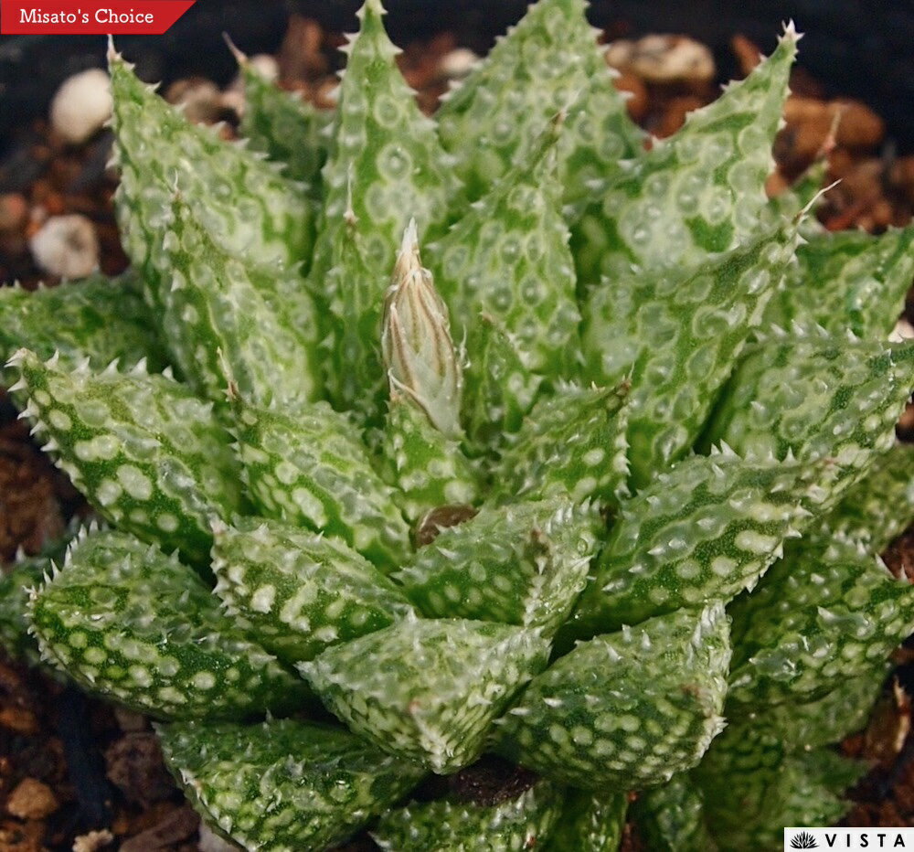 【学名】Haworthia lupula 【原産地】南アフリカ 【特徴】大きな斑紋が葉裏一面に広がります。まだら系の代表品種です。 【サイズ】9cmポット