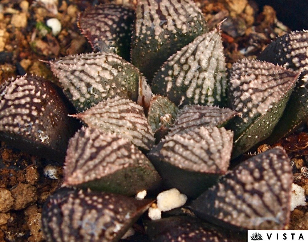 【学名】Haworthia 【原産地】南アフリカ 【特徴】紫金褐色の葉に突起斑点と縦線が入ります。 【サイズ】9cmポット