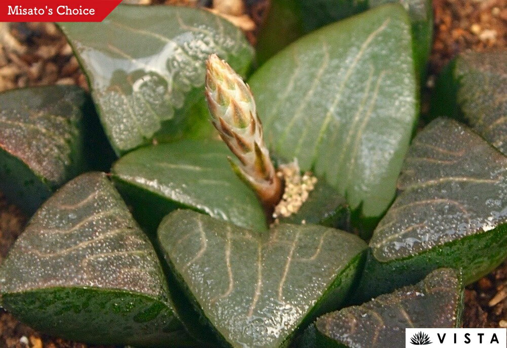 【学名】Haworthia `Jupiter’ 【原産地】南アフリカ 【特徴】葉の形が丸みを帯びていて、窓の部分の模様が特徴的です。 【サイズ】9cmポット