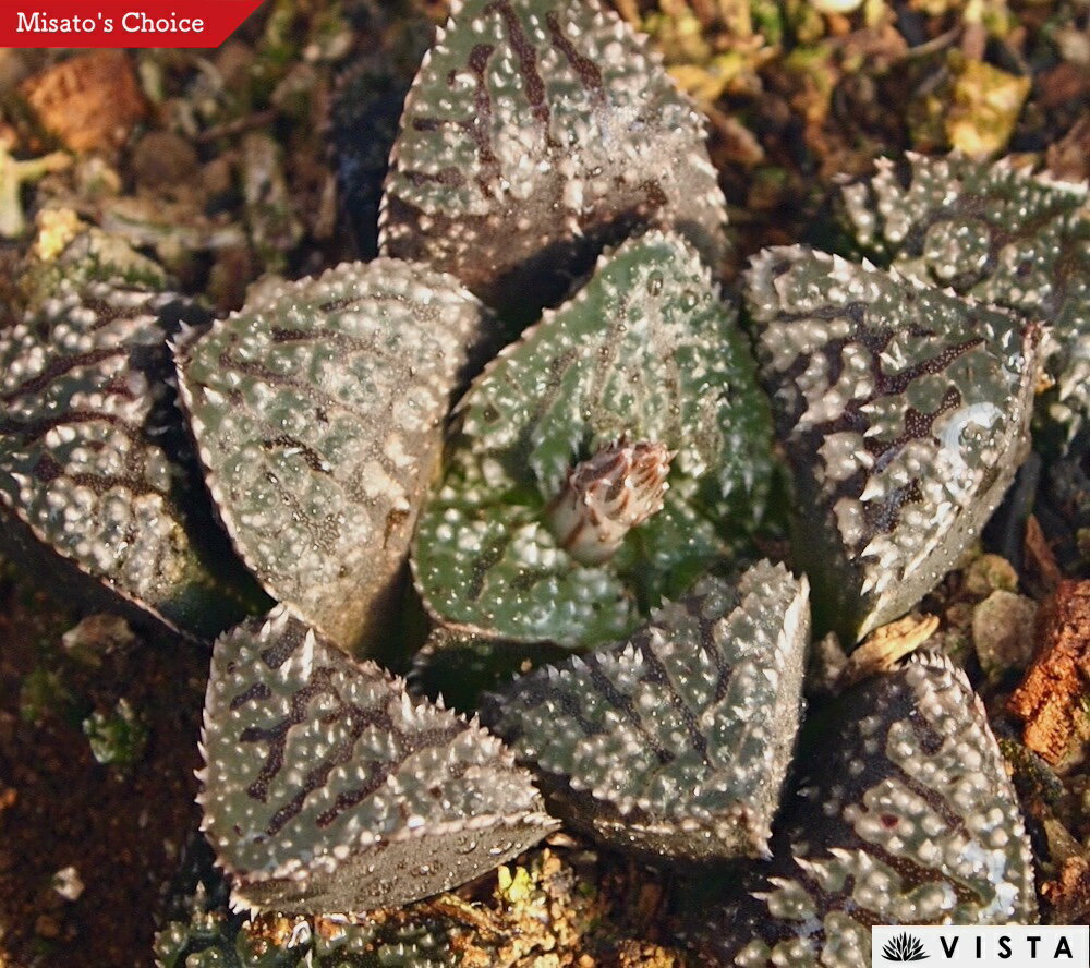 【学名】Haworthia `Blue Diamond’ 【原産地】南アフリカ 【特徴】窓が肉芽に覆われています。成長が遅いです。 【サイズ】9cmポット
