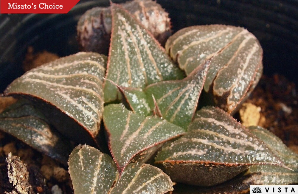 【学名】Haworthia `Benitora’ 【原産地】南アフリカ 【特徴】明紫色の葉に桃色の線が入ります。非常に美しい品種です。 【サイズ】9cmポット