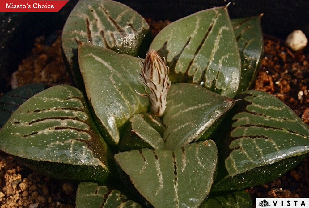 【学名】Haworthia 【原産地】南アフリカ 【特徴】濃緑色の葉に、明緑色の窓で太い網目模様が入ります。 【サイズ】9cmポット