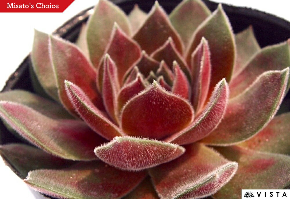 【学名】Sempervivum `Kristina’ 【原産地】ヨーロッパ、ロシアの山岳地、寒冷地 【特徴】葉全体に細かな毛があり、紫系のパステルカラーのグラデーションが綺麗です。 【サイズ】9cmポット