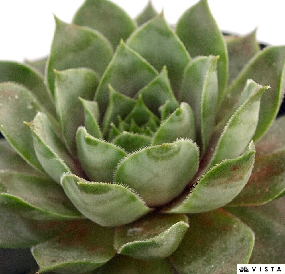 【学名】Sempervivum `Glaucom Minor’ 【原産地】ヨーロッパ、ロシアの山岳地、寒冷地 【特徴】青みがかった緑色の葉は、秋から冬にかけて赤紫色に染まります。 【サイズ】9cmポット
