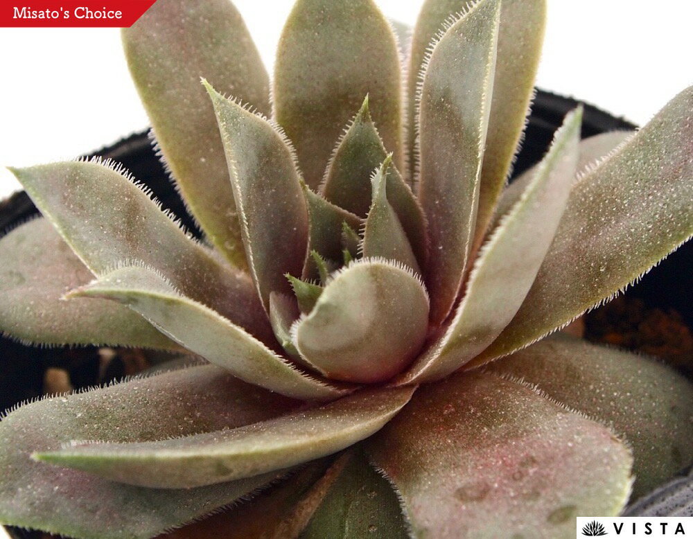 【学名】Sempervivum 【原産地】ヨーロッパ、ロシアの山岳地、寒冷地 【特徴】センペルビウムの中では、青みがかった葉色は少なく珍しいです。やや細長い葉を展開します。 【サイズ】9cmポット