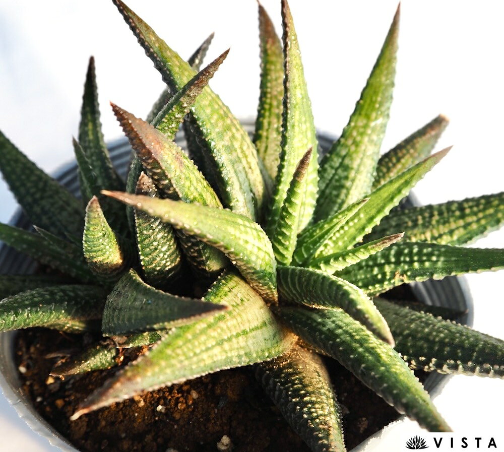 【学名】Haworthia `Rainbow Brigde’ 【原産地】南アフリカ 【特徴】5年ほど経過した古株で、親木としても利用できる、どっしりと肉厚なデラックス多肉。ビスタで通常販売している同品種の商品よりも葉数が多く、葉張りも大きい...