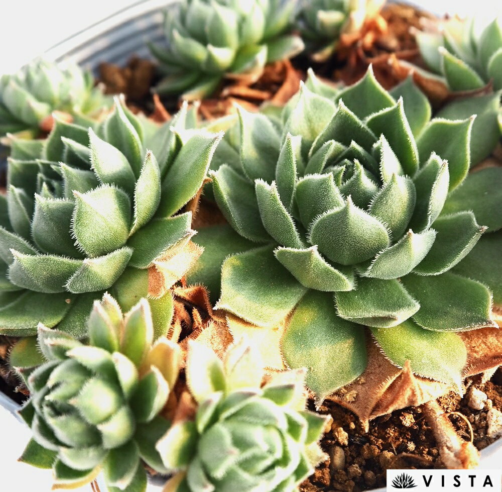 【学名】Sempervivum `Seminole’ 【原産地】ヨーロッパ、ロシアの山岳地、寒冷地 【特徴】5年ほど経過した古株で、親木としても利用できる、どっしりと肉厚なデラックス多肉。ビスタで通常販売している同品種の商品よりも葉数が多く...