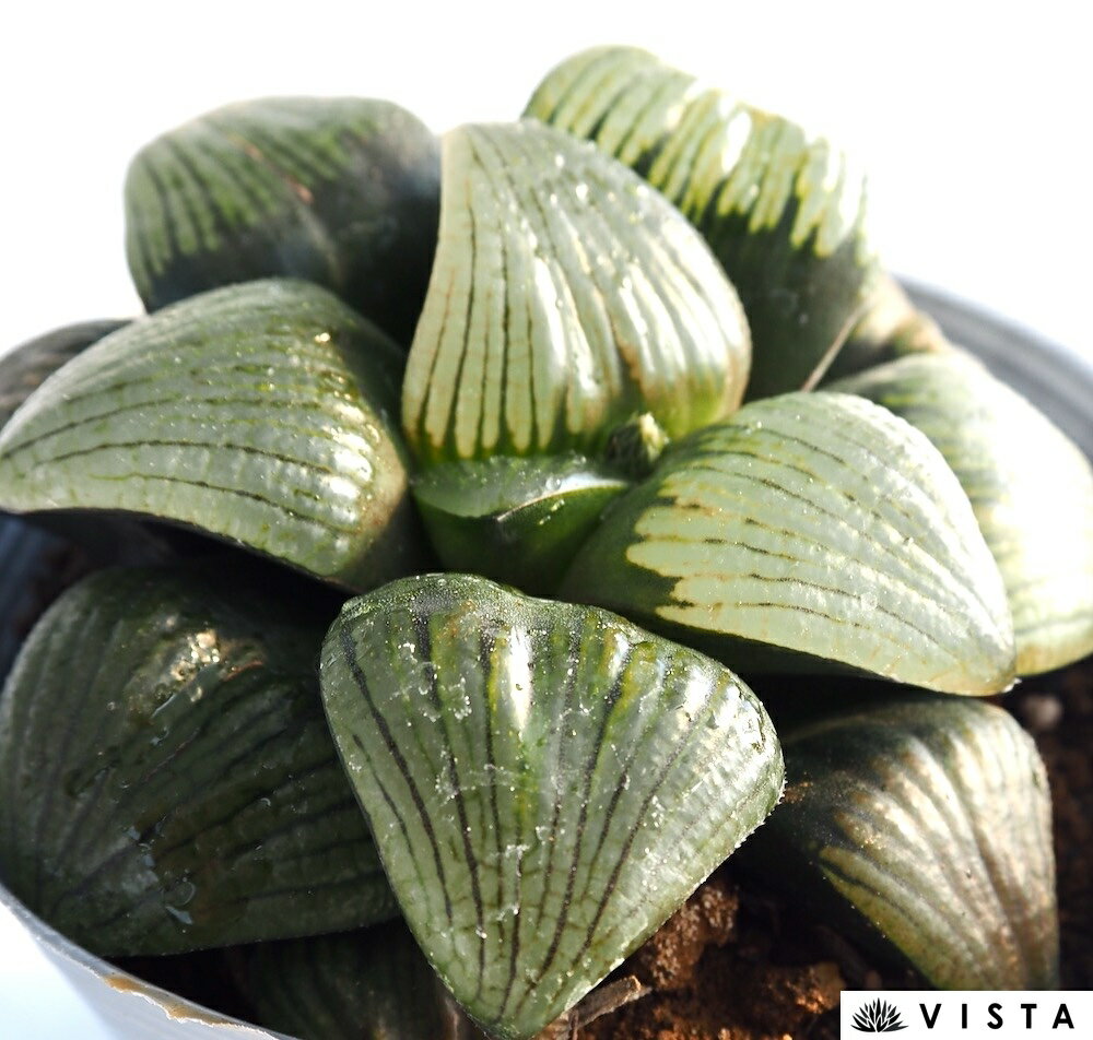 【学名】Haworthia `yasounomori’ 【原産地】南アフリカ 【特徴】5年ほど経過した古株で、親木としても利用できる、どっしりと肉厚なデラックス多肉。ビスタで通常販売している同品種の商品よりも葉数が多く、葉張りも大きい。黒艶...