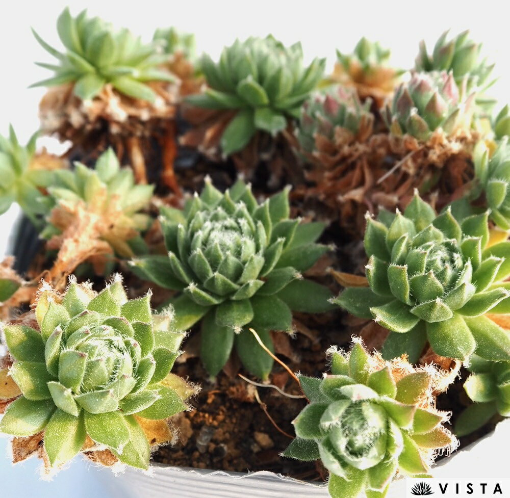 【学名】Sempervivum `Frosty’ 【原産地】ヨーロッパ、ロシアの山岳地、寒冷地 【特徴】5年ほど経過した古株で、親木としても利用できる、どっしりと肉厚なデラックス多肉。ビスタで通常販売している同品種の商品よりも葉数が多く、葉...