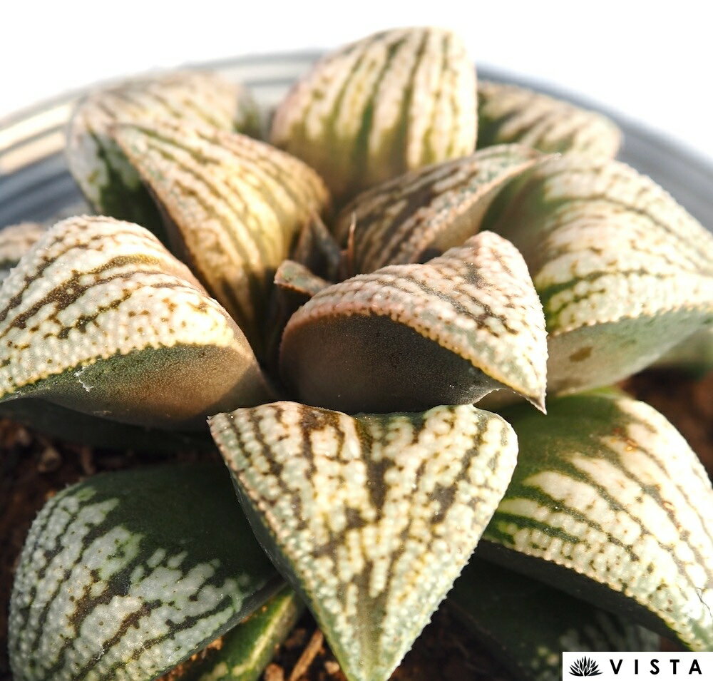 【学名】Haworthia 【原産地】南アフリカ 【特徴】5年ほど経過した古株で、親木としても利用できる、どっしりと肉厚なデラックス多肉。ビスタで通常販売している同品種の商品よりも葉数が多く、葉張りも大きい。白っぽい窓がほんのり染まり、形よ...