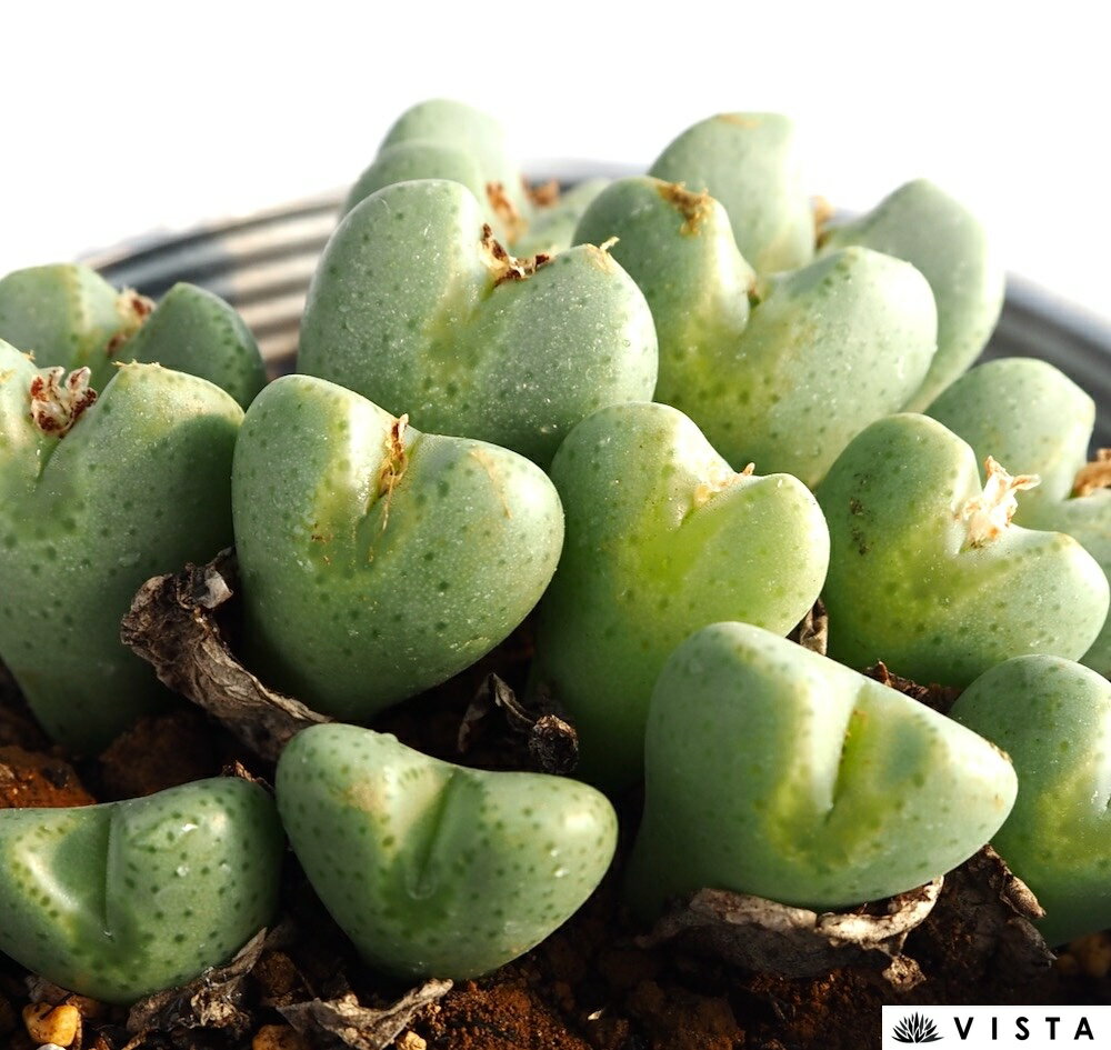 【学名】 Conophytum 【原産地】 南アフリカ 【特徴】5年ほど経過した古株で、親木としても利用できる、どっしりと肉厚なデラックス多肉。ビスタで通常販売している同品種の商品よりも葉数が多く、葉張りも大きい。細弁で大輪なピンク色の花を...