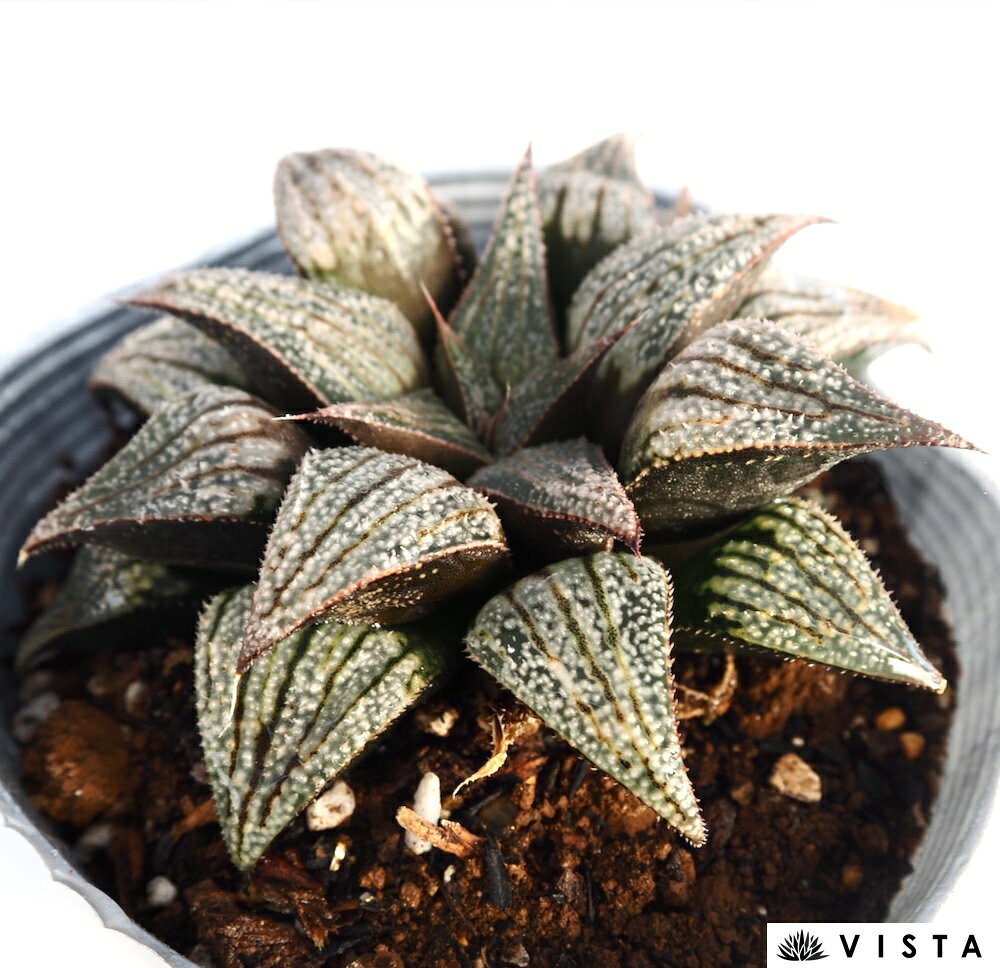 【学名】Haworthia 【原産地】南アフリカ 【特徴】5年ほど経過した古株で、親木としても利用できる、どっしりと肉厚なデラックス多肉。ビスタで通常販売している同品種の商品よりも葉数が多く、葉張りも大きい。窓一面が白桃色の突起点で覆われて...