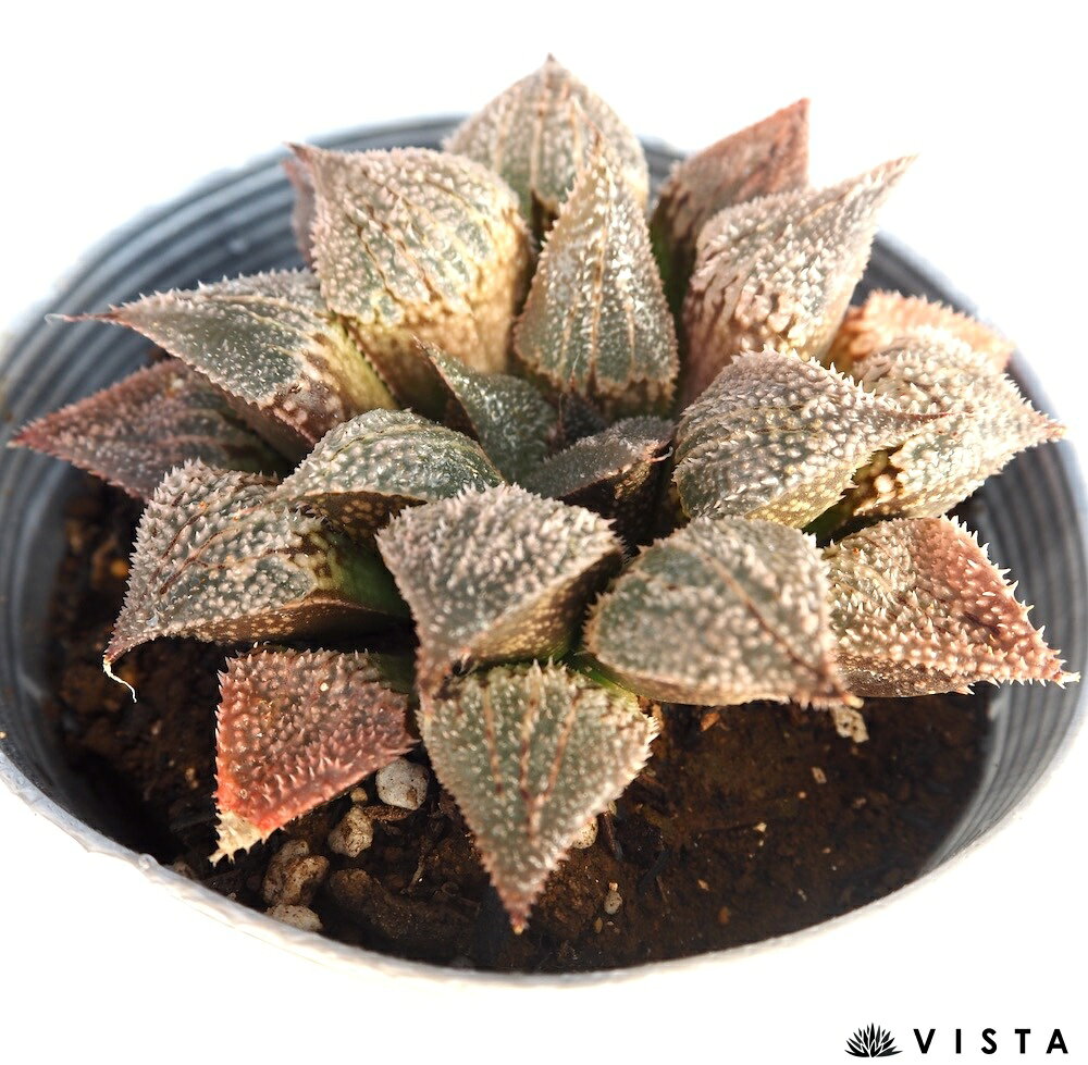 【学名】Haworthia 【原産地】南アフリカ 【特徴】5年ほど経過した古株で、親木としても利用できる、どっしりと肉厚なデラックス多肉。ビスタで通常販売している同品種の商品よりも葉数が多く、葉張りも大きい。窓が肉牙に覆われて先端は尖ります...