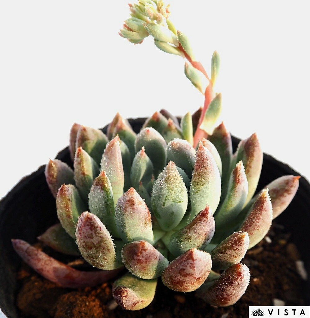 【学名】Echeveria 【原産地】メキシコ、アメリカ南部、南米北部 【特徴】ブルーグレーの葉は細かい尾毛に覆われています。 【サイズ】9cmポット