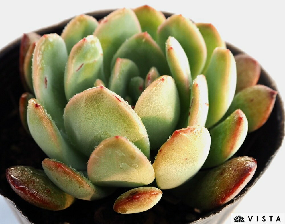 【学名】Echeveria 【原産地】メキシコ、アメリカ南部、南米北部 【特徴】白粉を帯びた細長いシルバーグリーンの葉は、爪と縁がほんのり赤く染まります。 【サイズ】9cmポット