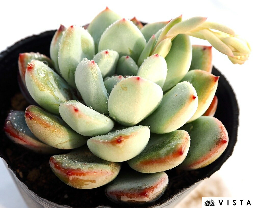【学名】Echeveria 【原産地】メキシコ、アメリカ南部、南米北部 【特徴】白粉をまとった肉厚で丸味のある葉が可愛らしい品種です。 【サイズ】9cmポット
