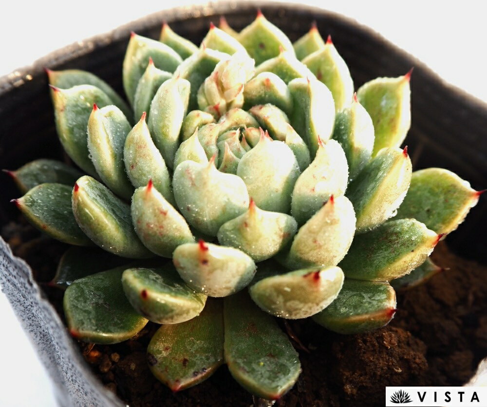 【学名】Echeveria `Blue Jeans’ 【原産地】メキシコ、アメリカ南部、南米北部 【特徴】ブルーグレーの葉に赤黒い爪がアクセントになっています。 【サイズ】9cmポット