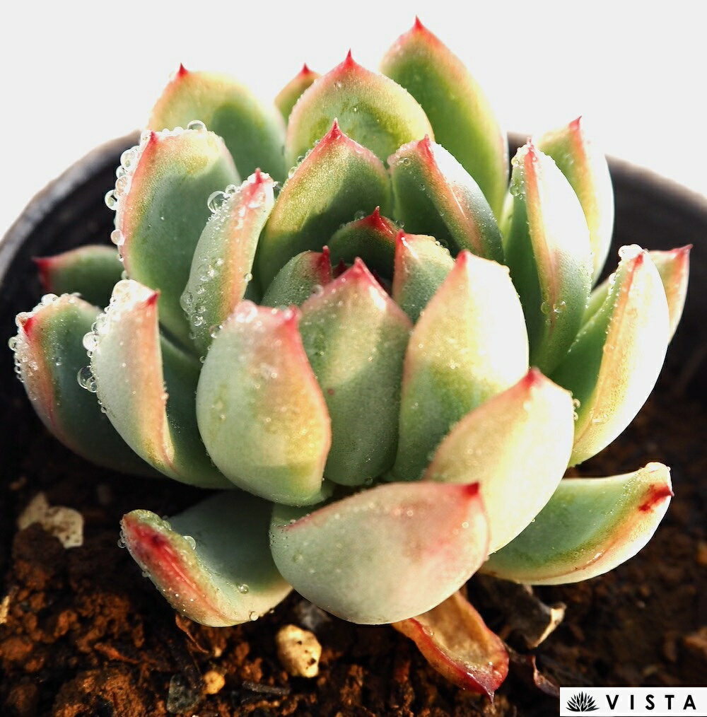【学名】Echeveria `Romance’ 【原産地】メキシコ、アメリカ南部、南米北部 【特徴】葉の先端から側面にかけて赤い縁取りが綺麗な品種です。 【サイズ】9cmポット