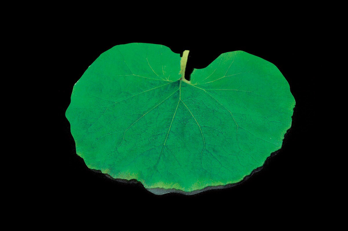 7.9x6.5cm