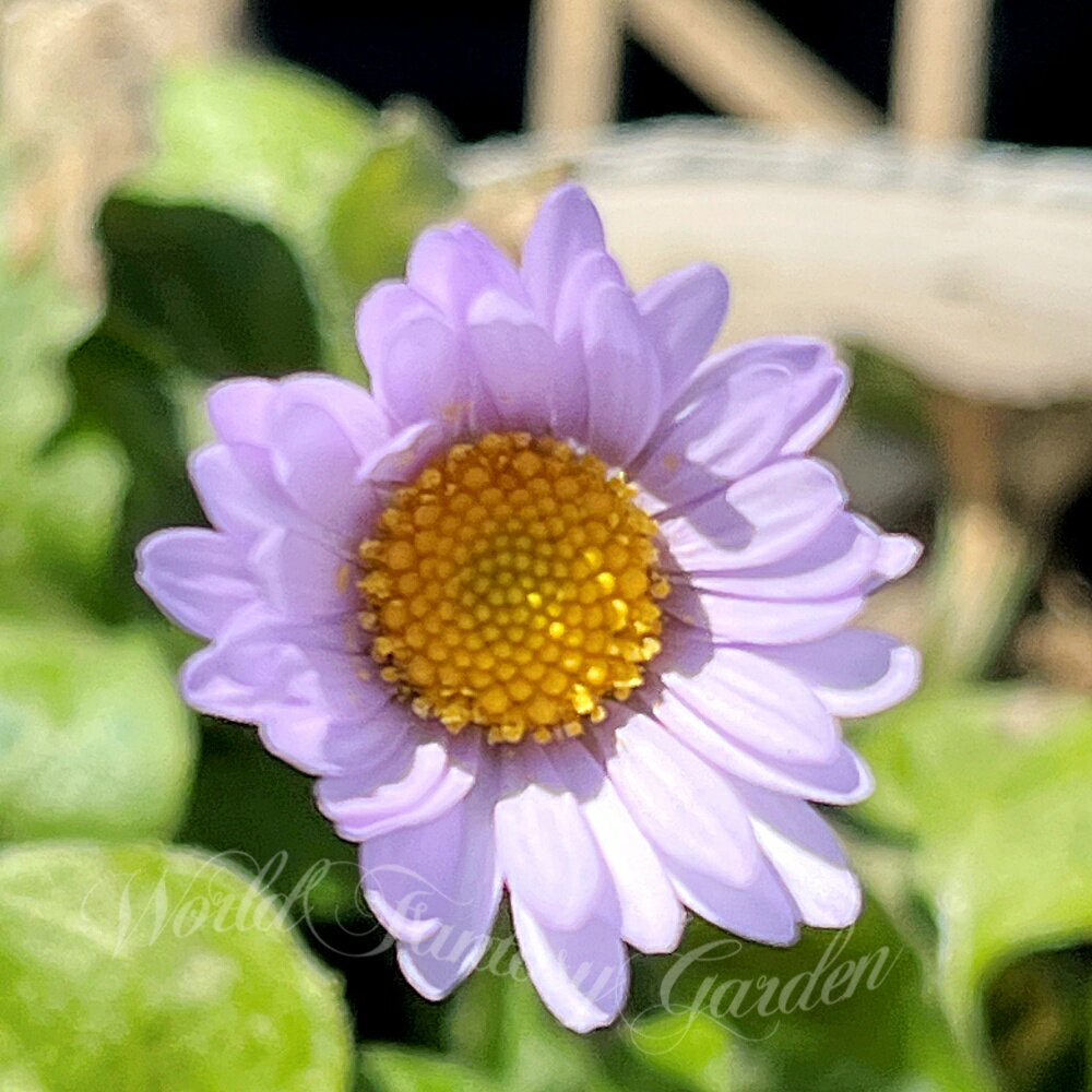 よく一緒に購入されている商品花苗 多年草 春 プリムラ ビアリー1鉢 3〜748円花苗 春苗 デイジー ラベンダードリーム そら598円花苗 春 リナリア プルプレア 3種より選択 550円 ◆名前 デイジー・アルムの空 ◆学術名 Bell...