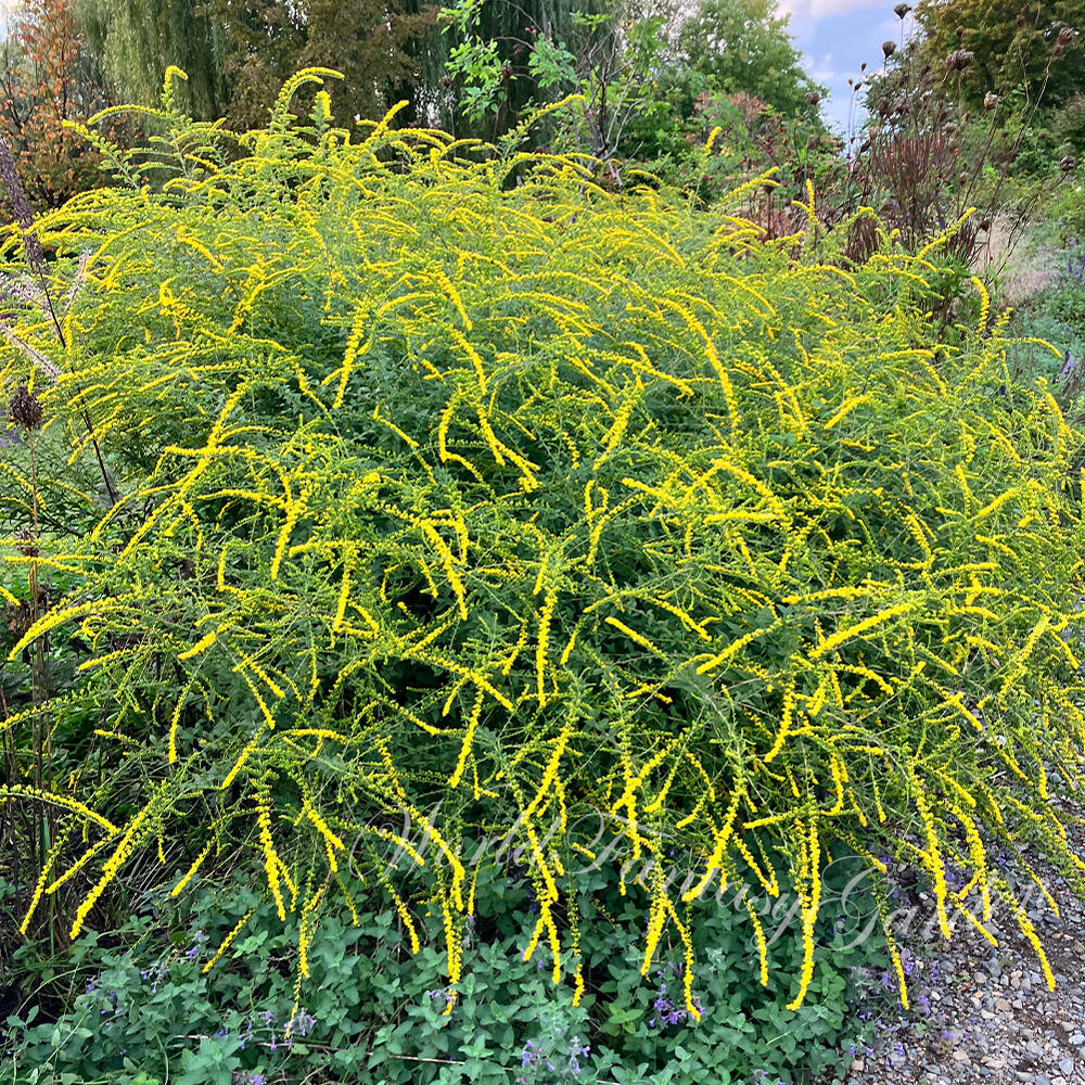 よく一緒に購入されている商品花苗 多年草 花 ブラックレースフラワー 1鉢708円花苗 春 多年草 宿根草 花 バーベナ リギダ570円類似商品はこちら花苗 春 冬 秋苗 多年草 宿根草 花 サルビ625円花苗 春 多年草 宿根草 花 ベロ...